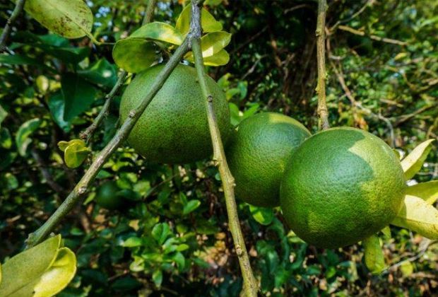 Kembangkan Tanaman Jeruk Khas Kerinci, Pemkab Berhasil Produksi 11 Ribu Ton